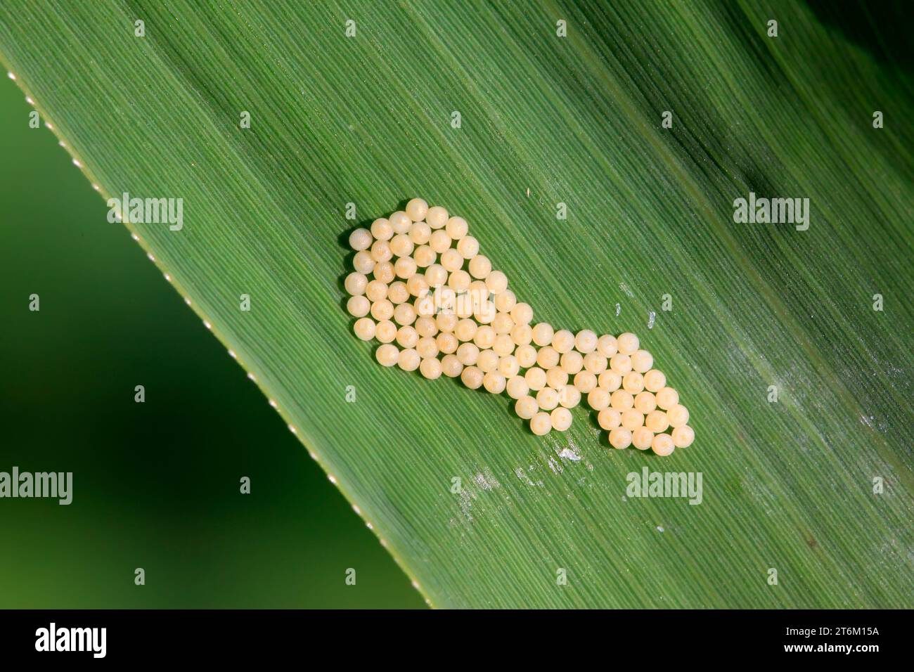 Insect eggs on the plant leaves Stock Photo - Alamy
