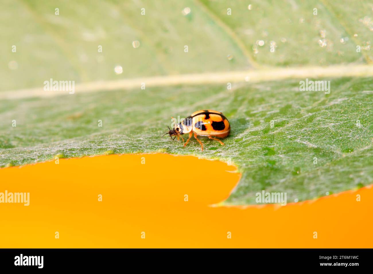 Propylaea japonica hi-res stock photography and images - Alamy