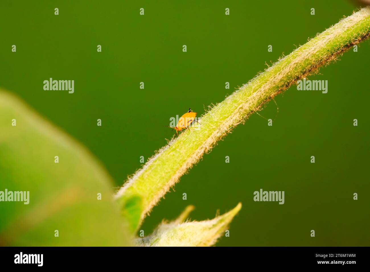 Yellow aphid in plant stem Stock Photo - Alamy