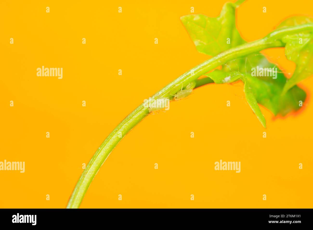 Yellow aphid in plant stem Stock Photo - Alamy
