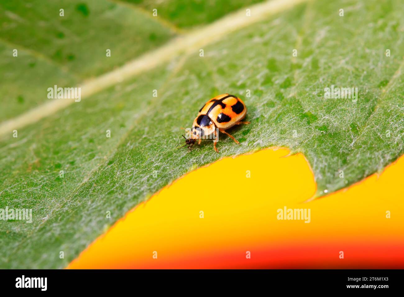 Propylaea japonica hi-res stock photography and images - Alamy
