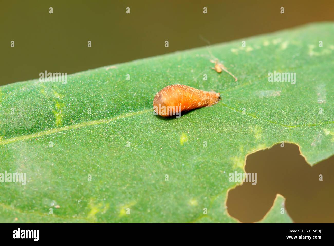 Insect pupa in the wild Stock Photo - Alamy