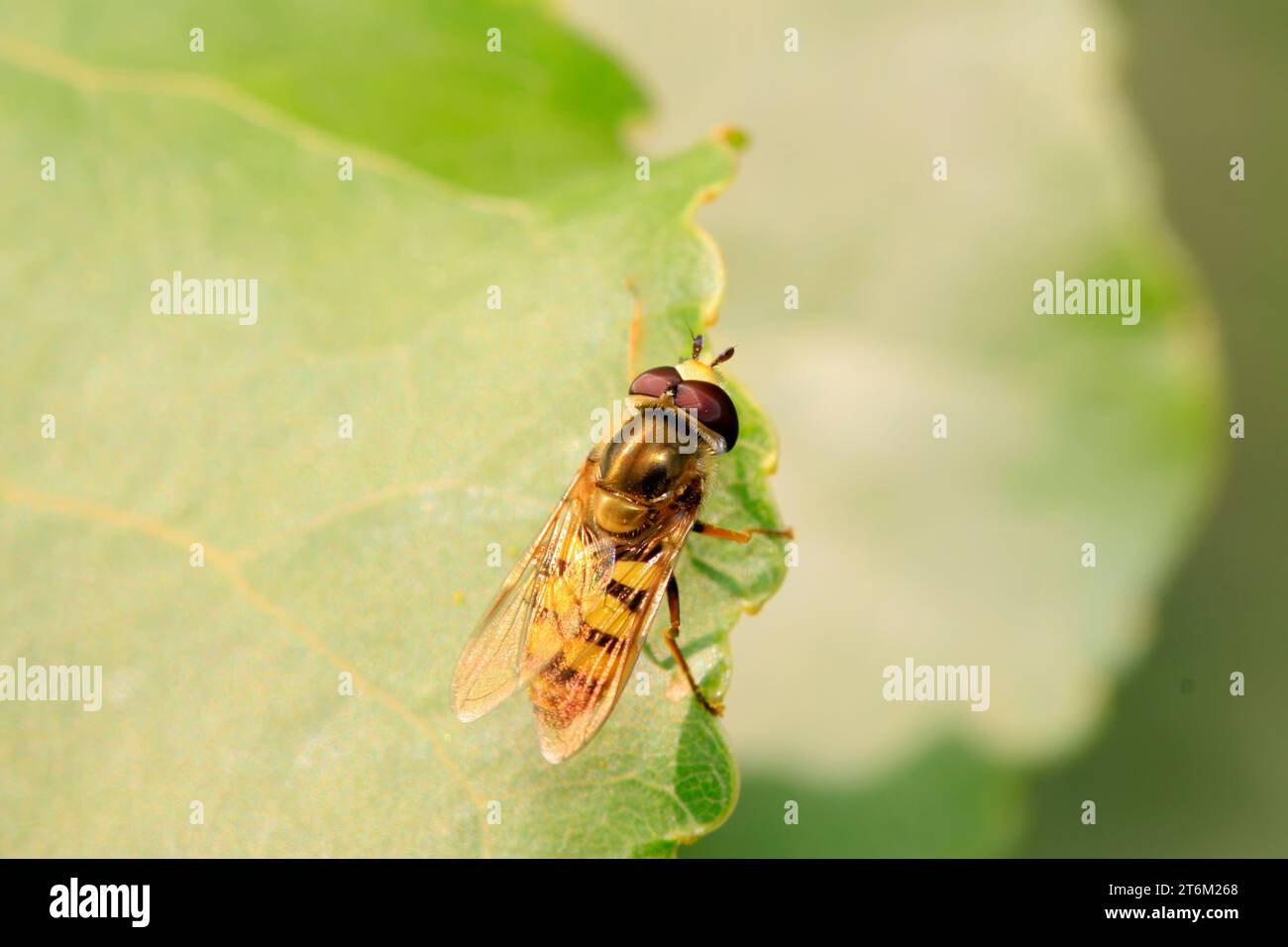 Syrphidae insects on plant in the wild Stock Photo - Alamy