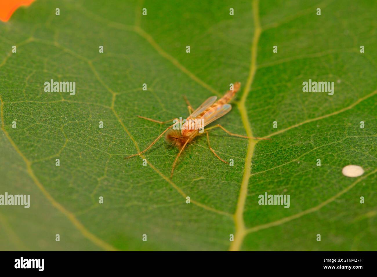 male mosquito on plant in the wild Stock Photo - Alamy