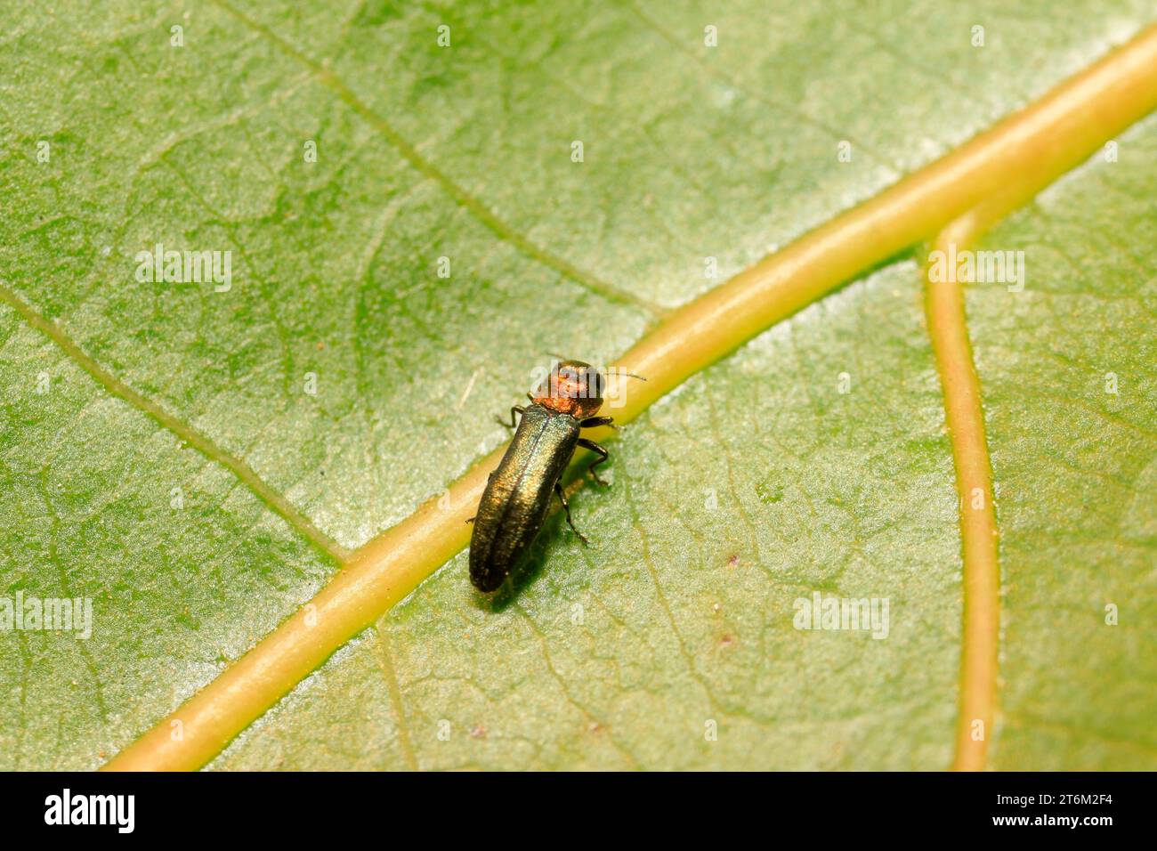 Buprestidae plants hi-res stock photography and images - Alamy