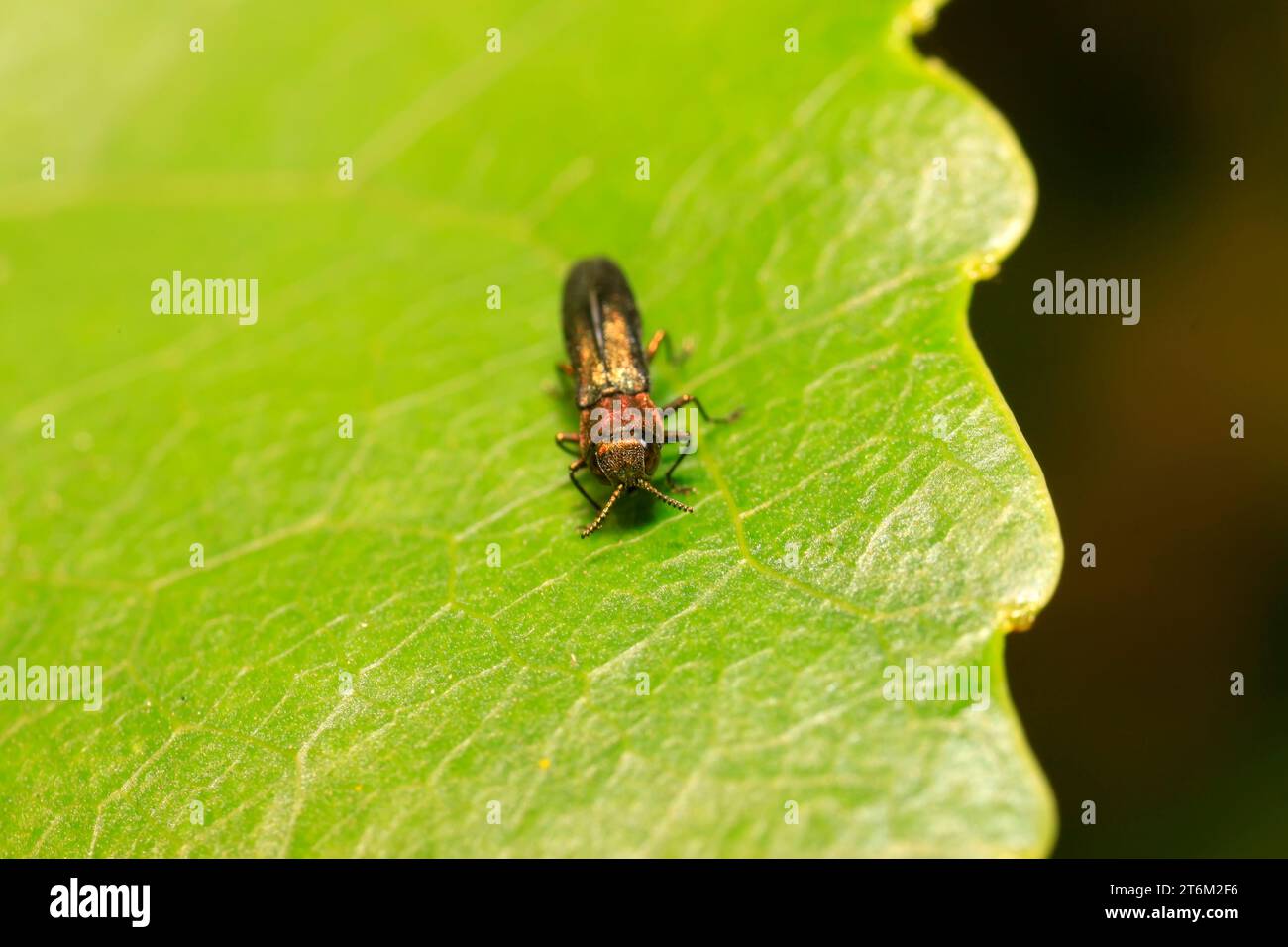 Buprestidae plants hi-res stock photography and images - Alamy