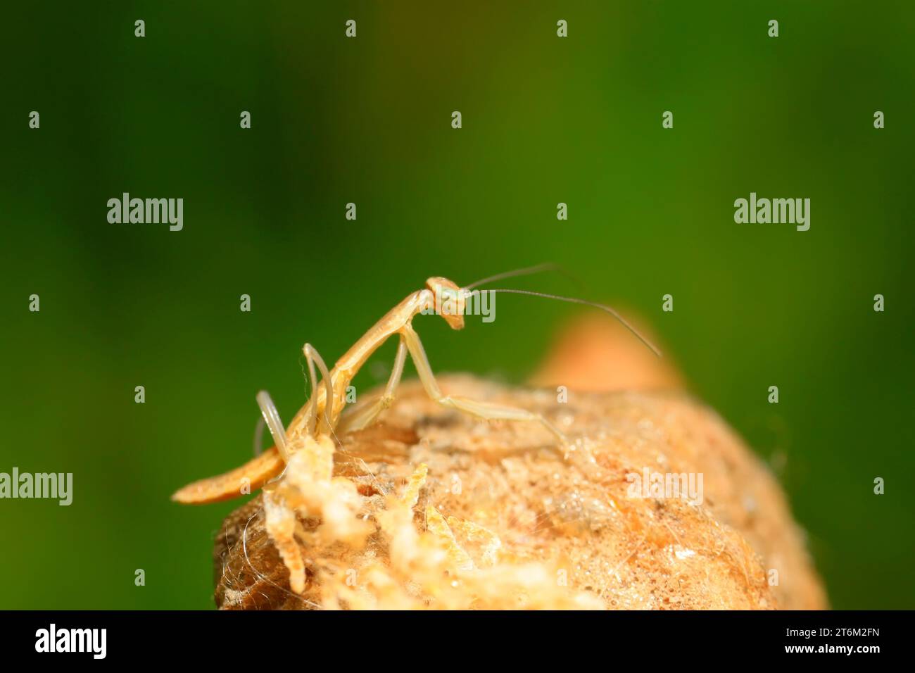 Mantis larvae on plant in the wild Stock Photo - Alamy