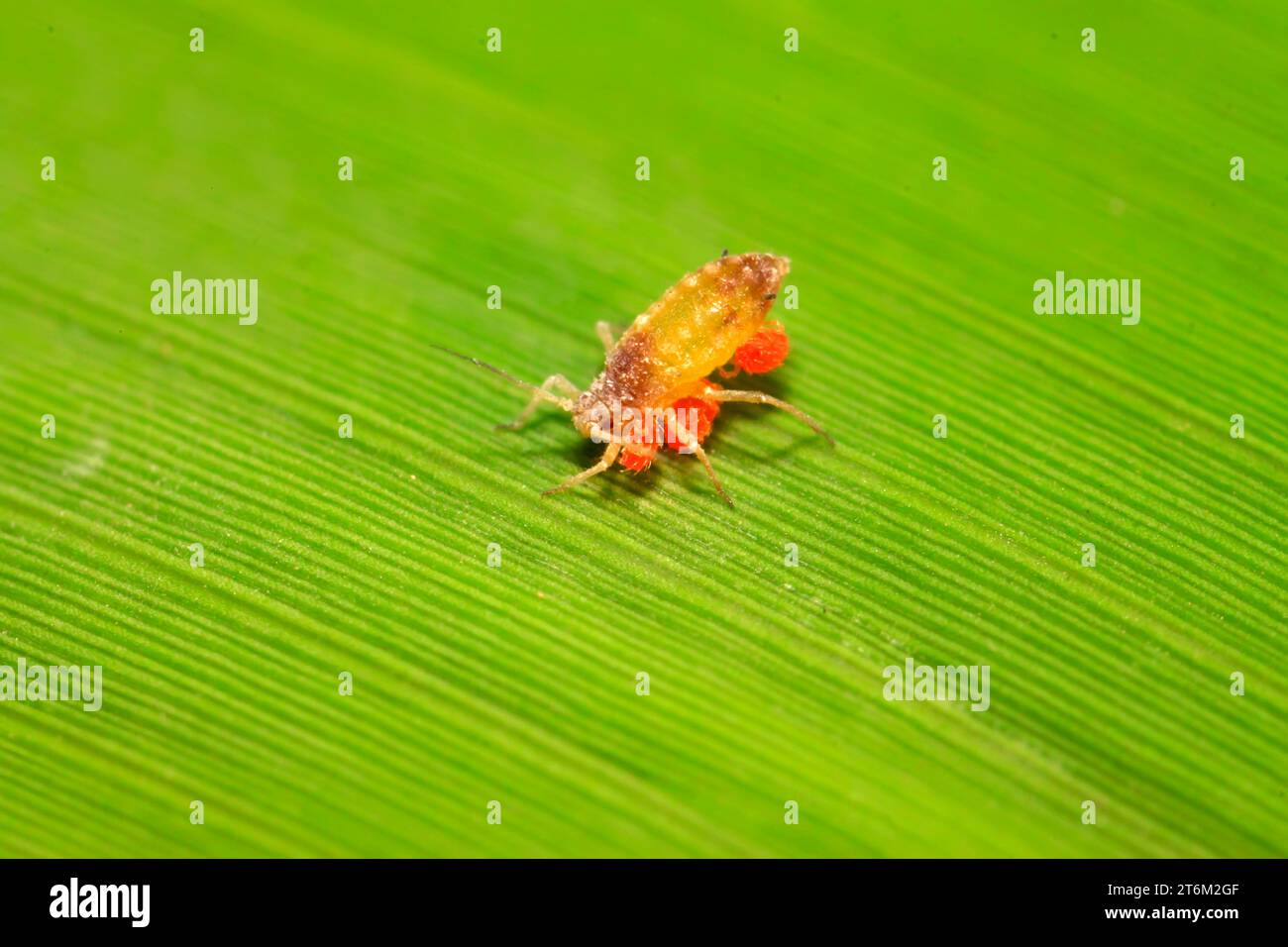 Tetranychus cinnabarinus on plant in the wild Stock Photo - Alamy