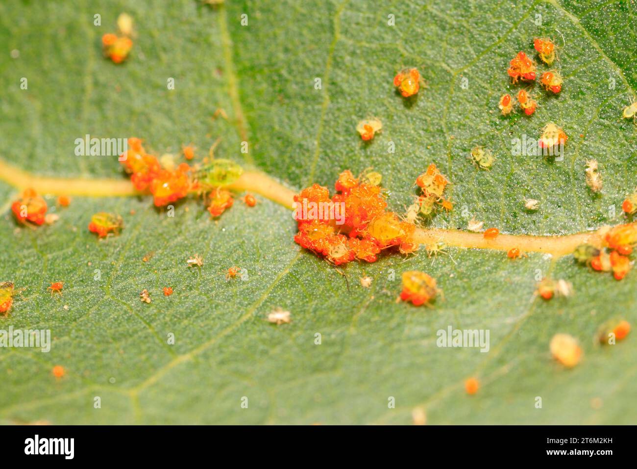 Tetranychus cinnabarinus on plant in the wild Stock Photo - Alamy