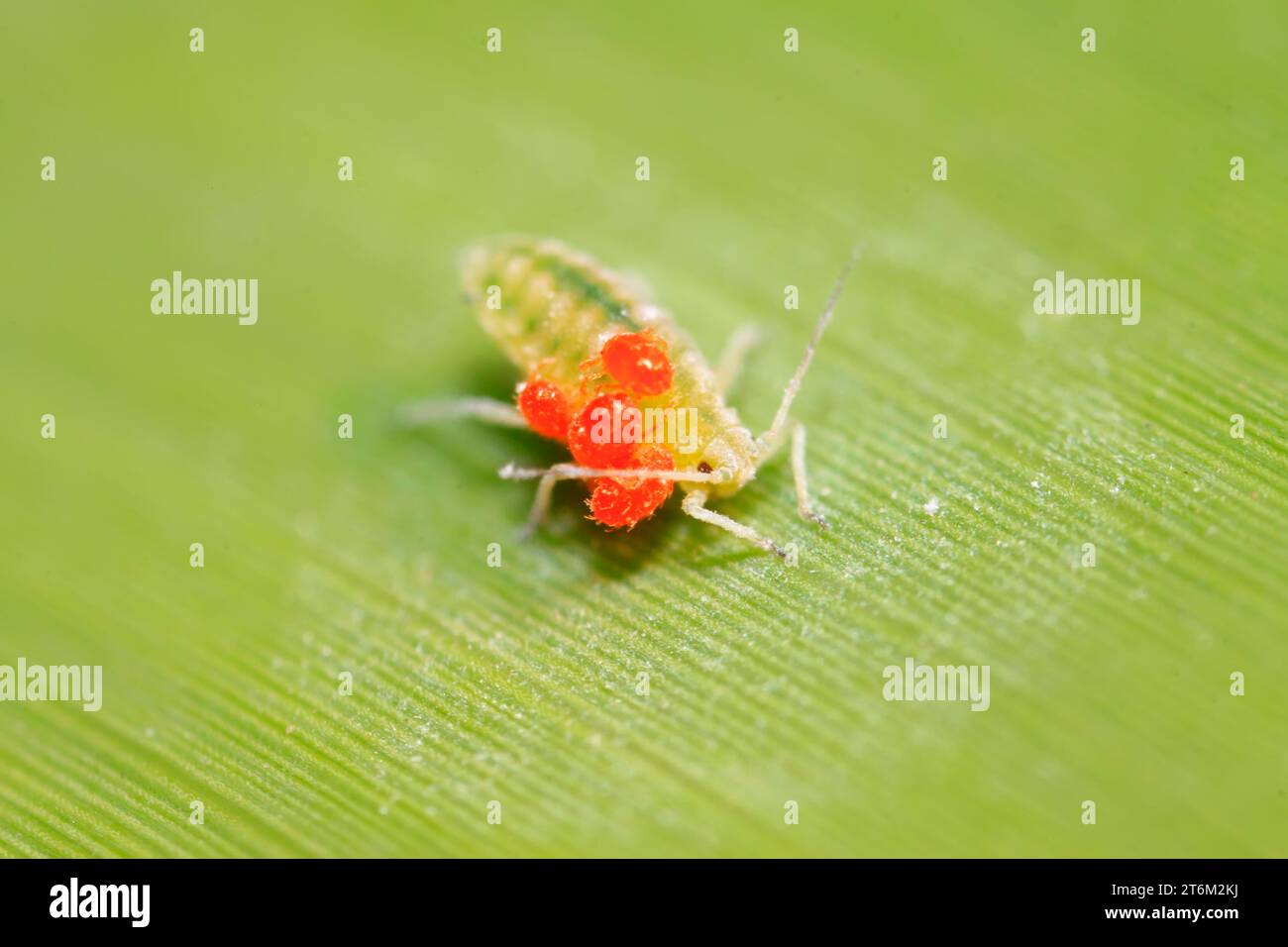 Tetranychus cinnabarinus on plant in the wild Stock Photo - Alamy