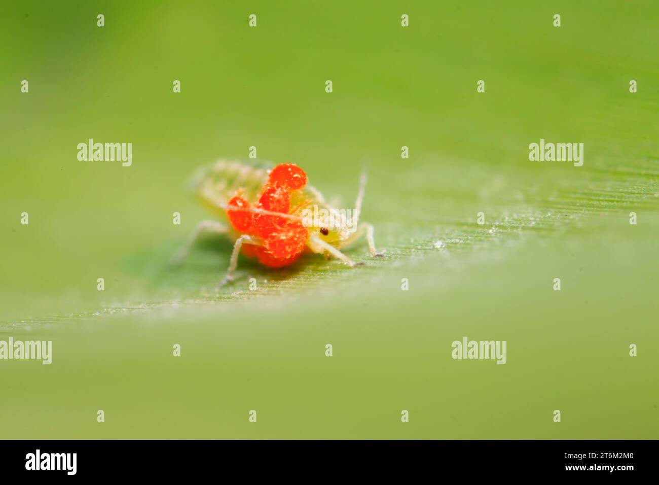 Tetranychus cinnabarinus on plant in the wild Stock Photo - Alamy