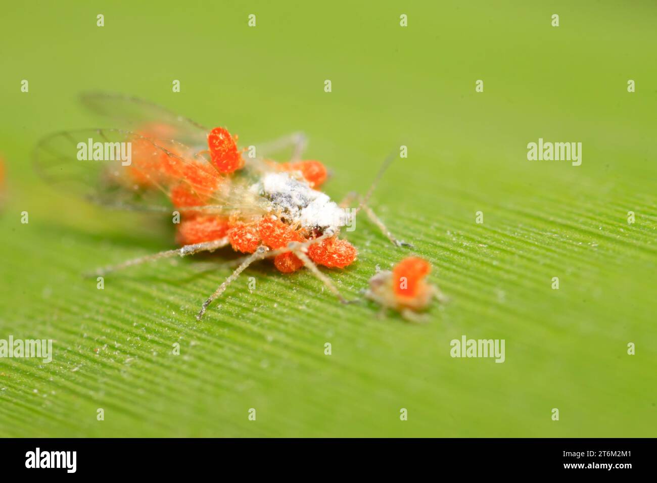 Tetranychus cinnabarinus on plant in the wild Stock Photo - Alamy