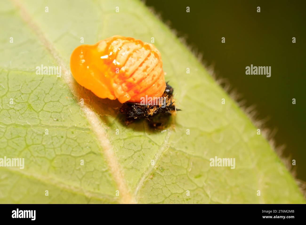 beetles pupa on plant in the wild Stock Photo - Alamy