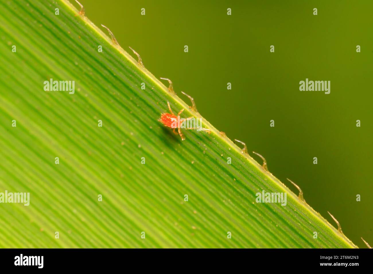 Tetranychus cinnabarinus on plant in the wild Stock Photo - Alamy