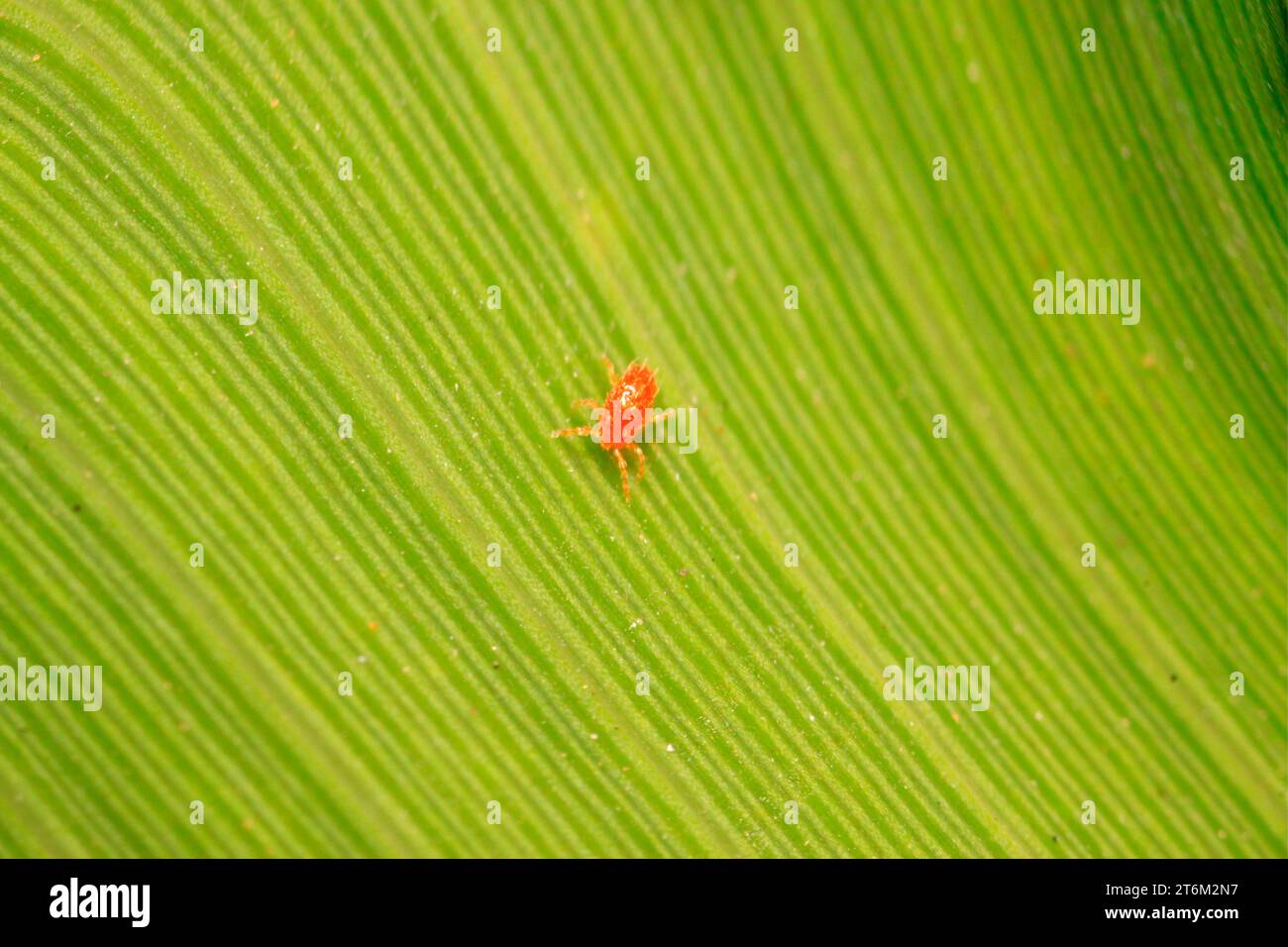 Tetranychus cinnabarinus on plant in the wild Stock Photo - Alamy
