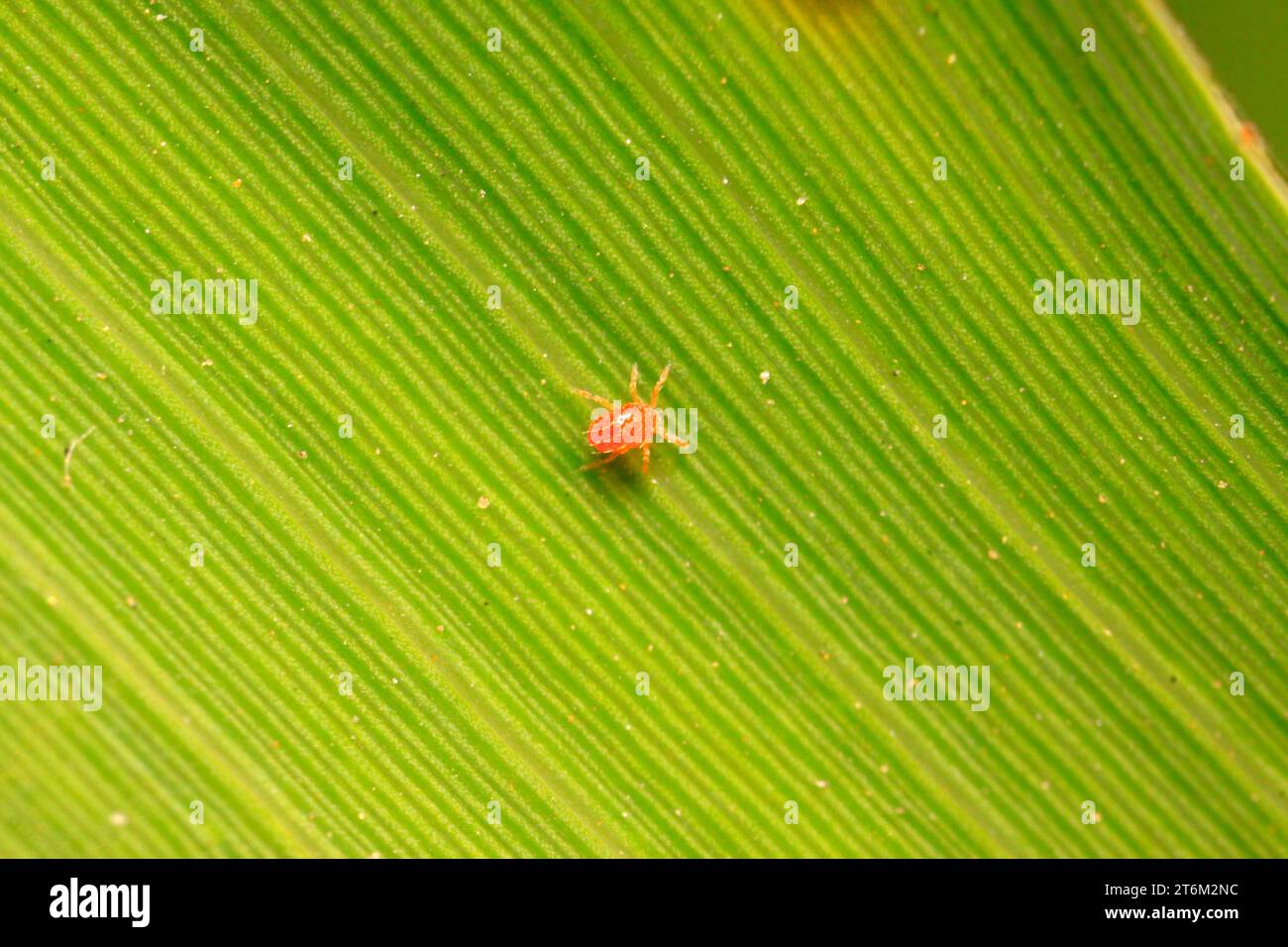 Tetranychus cinnabarinus on plant in the wild Stock Photo - Alamy