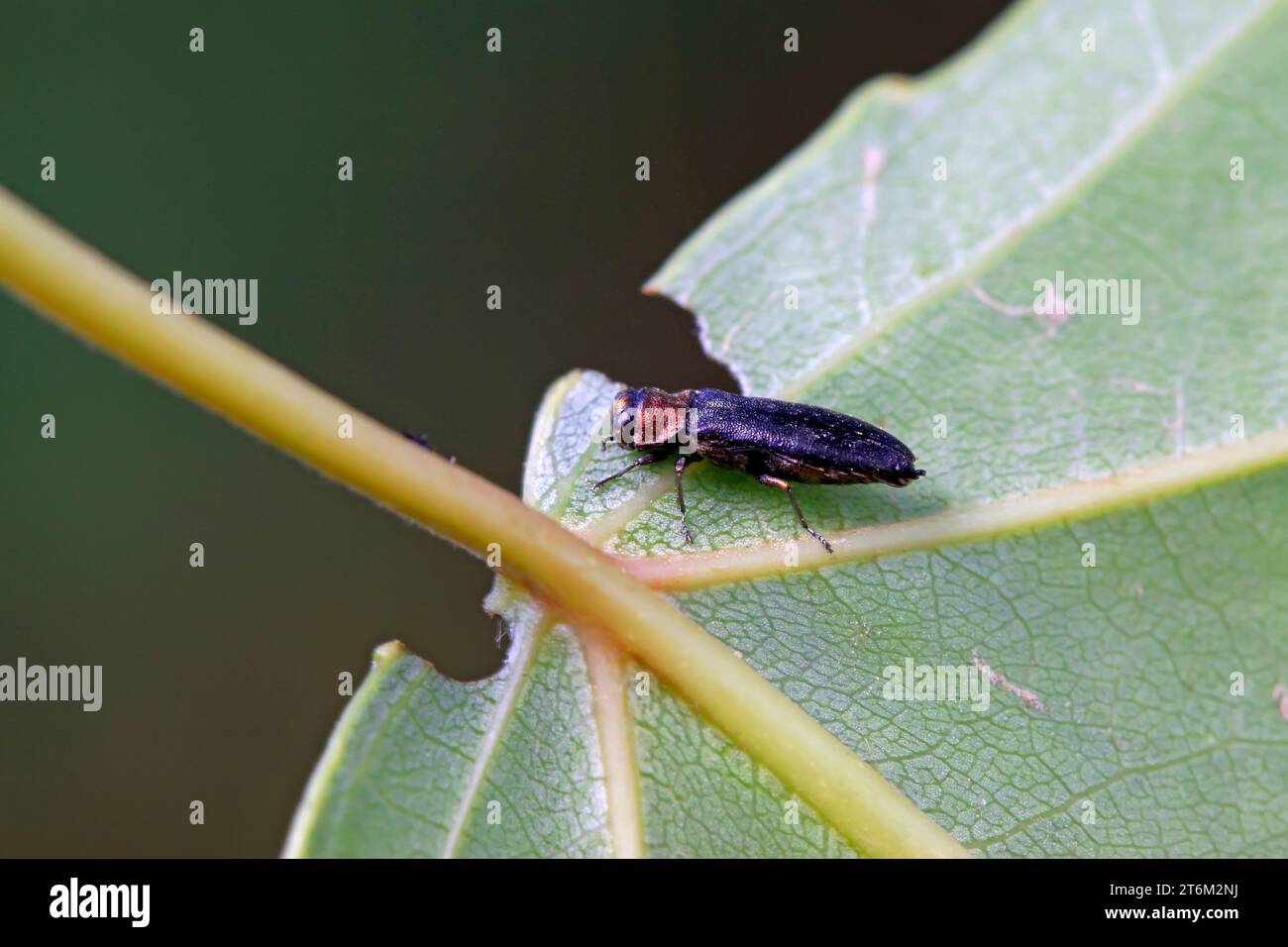 Buprestidae plants hi-res stock photography and images - Alamy