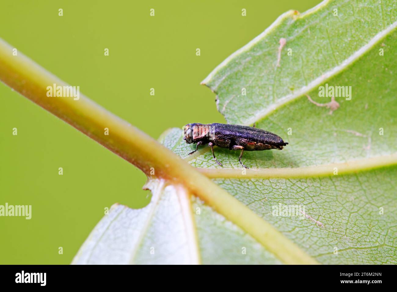 Buprestidae plants hi-res stock photography and images - Alamy