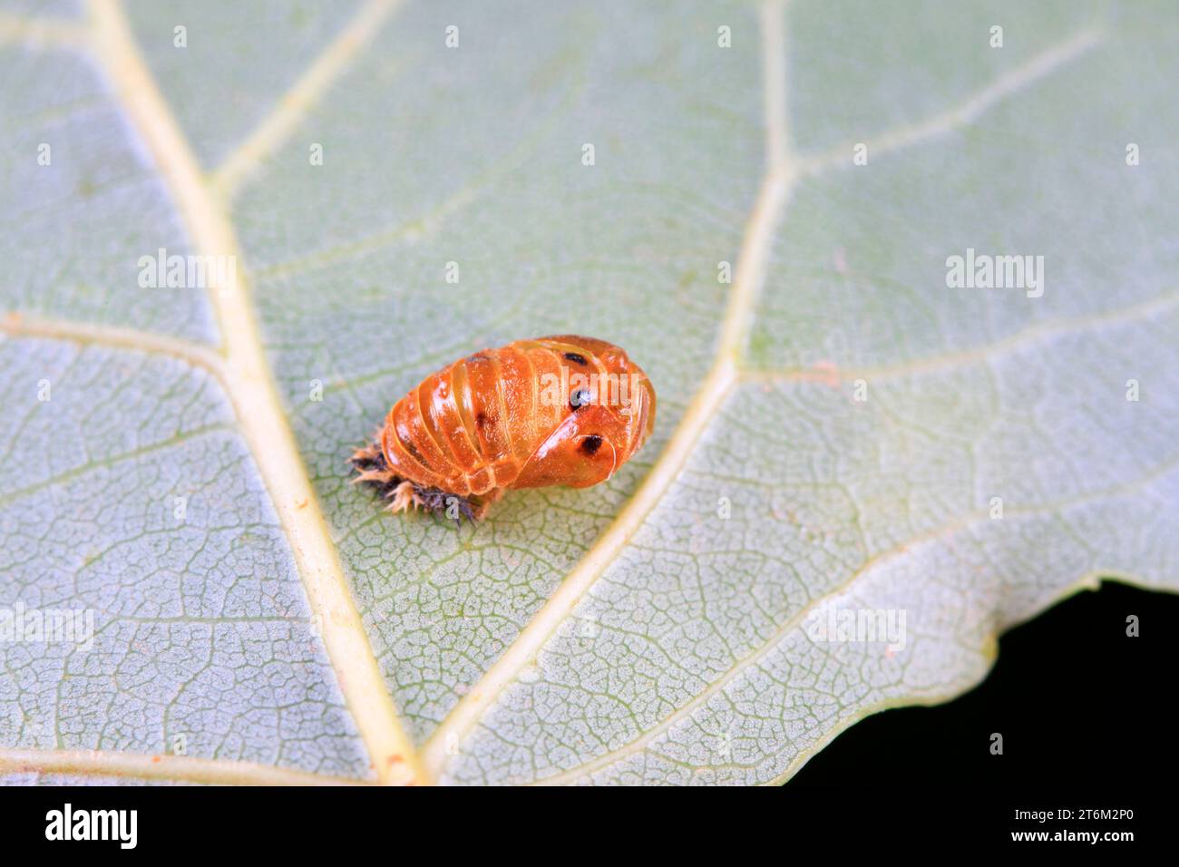 beetles puparium on plant in the wild Stock Photo - Alamy