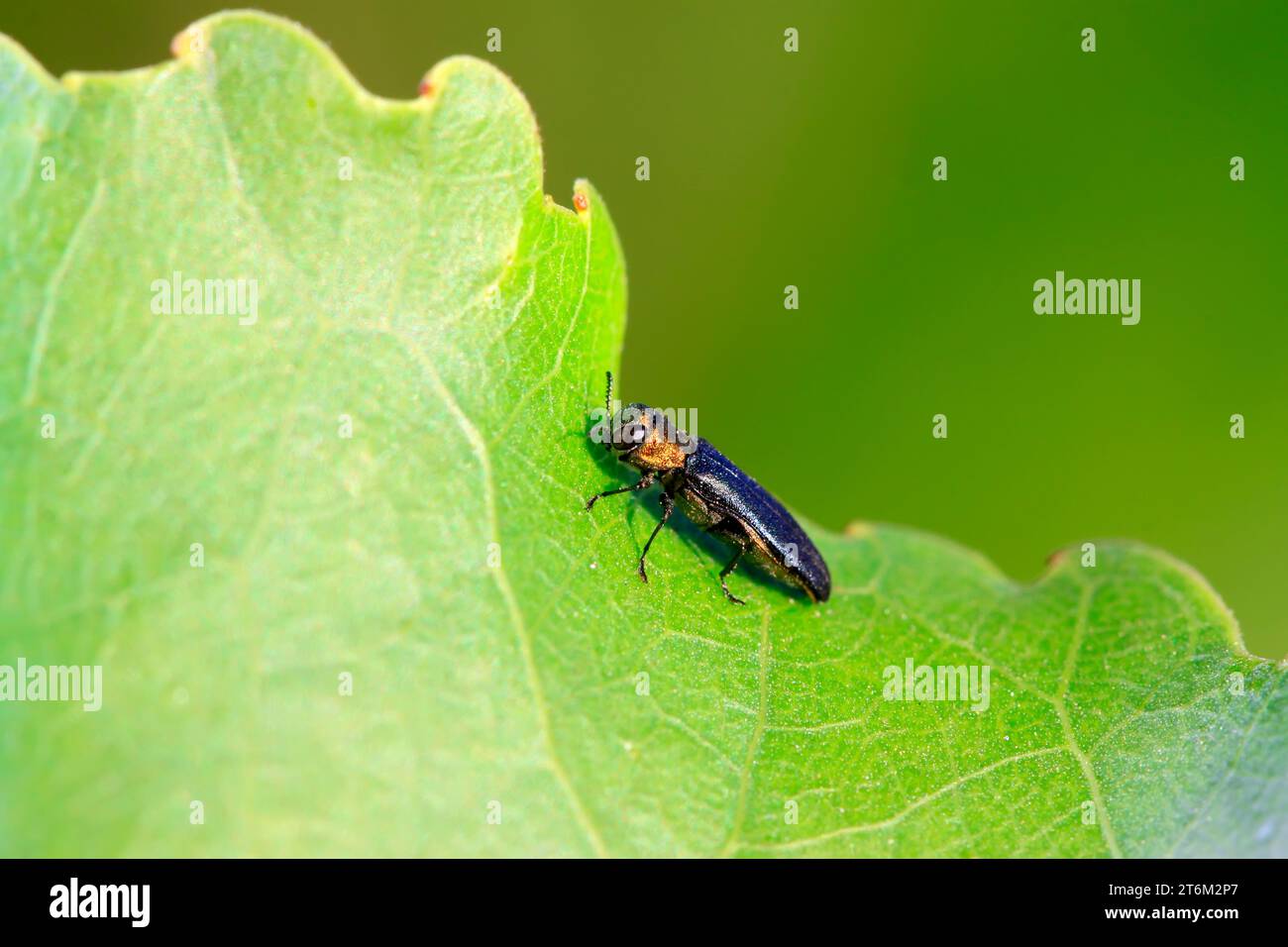 Buprestidae plants hi-res stock photography and images - Alamy