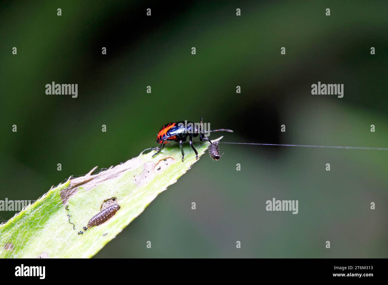 Aspongopus chinensis dallas hi-res stock photography and images - Alamy