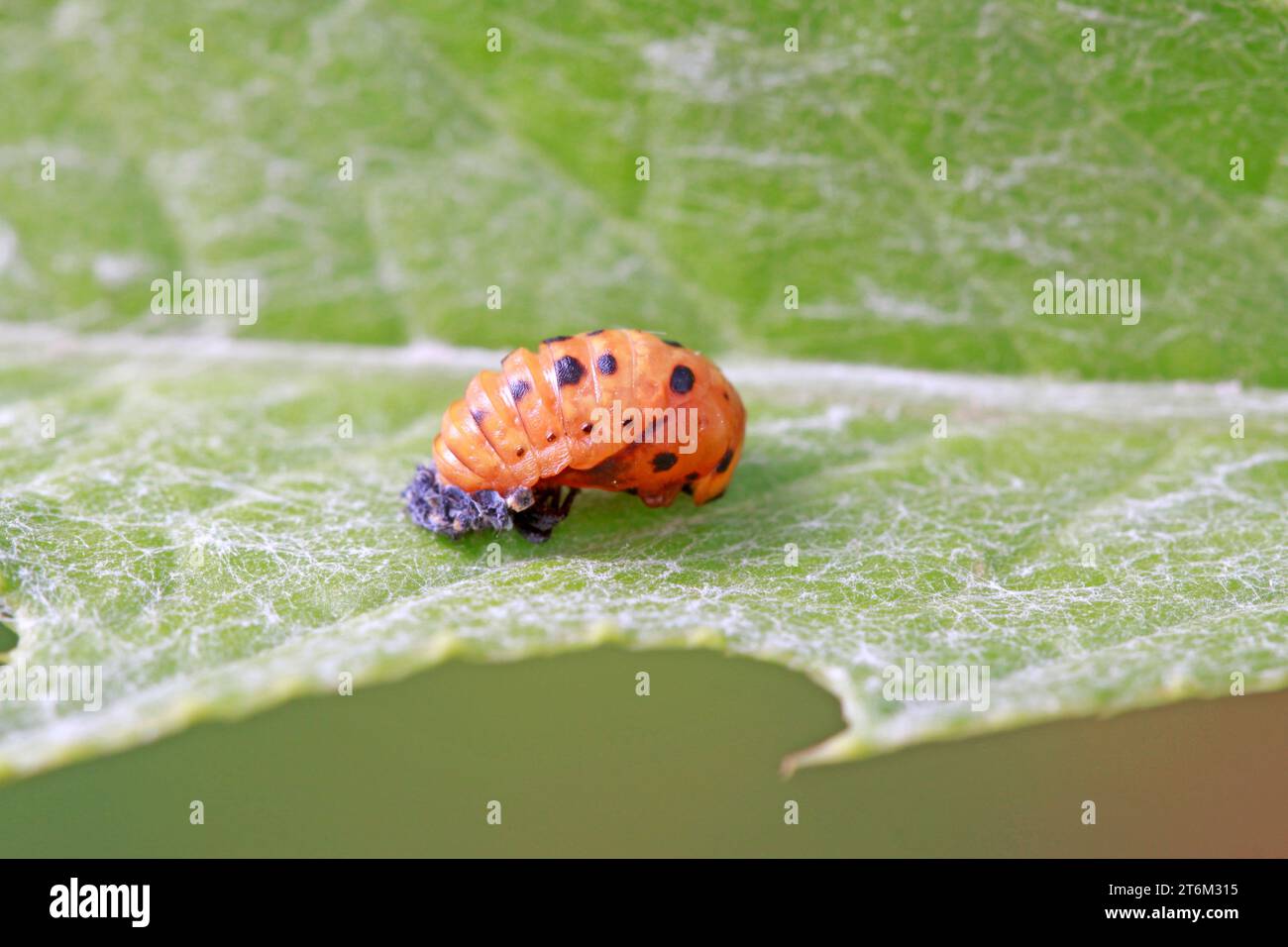 beetles puparium on plant in the wild Stock Photo - Alamy
