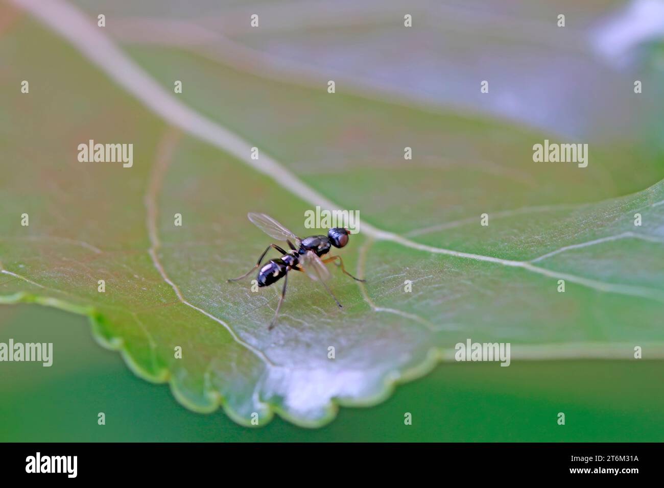 Flies insects on plant in the wild Stock Photo - Alamy