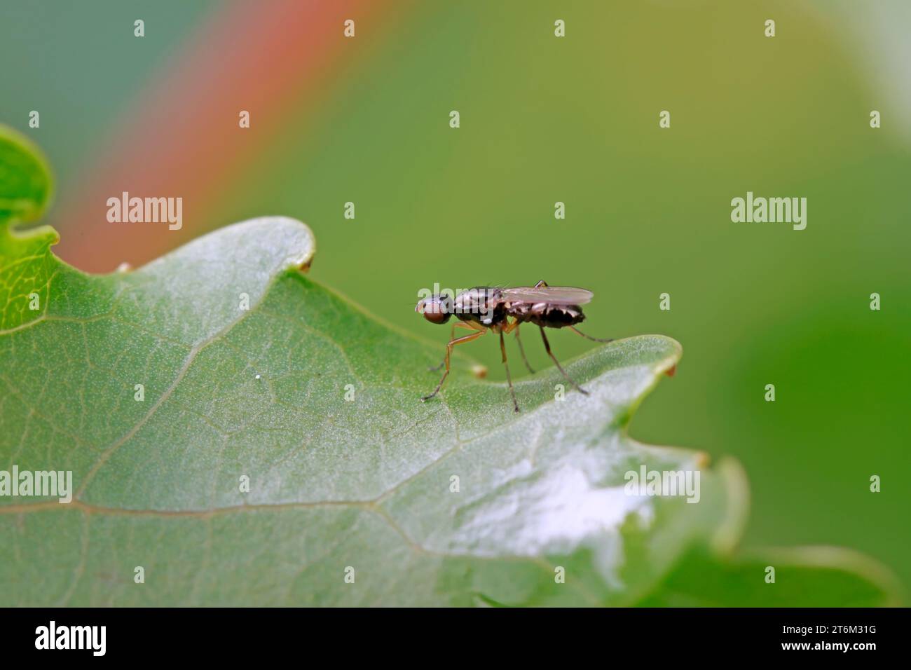 Exotic flies hi-res stock photography and images - Alamy