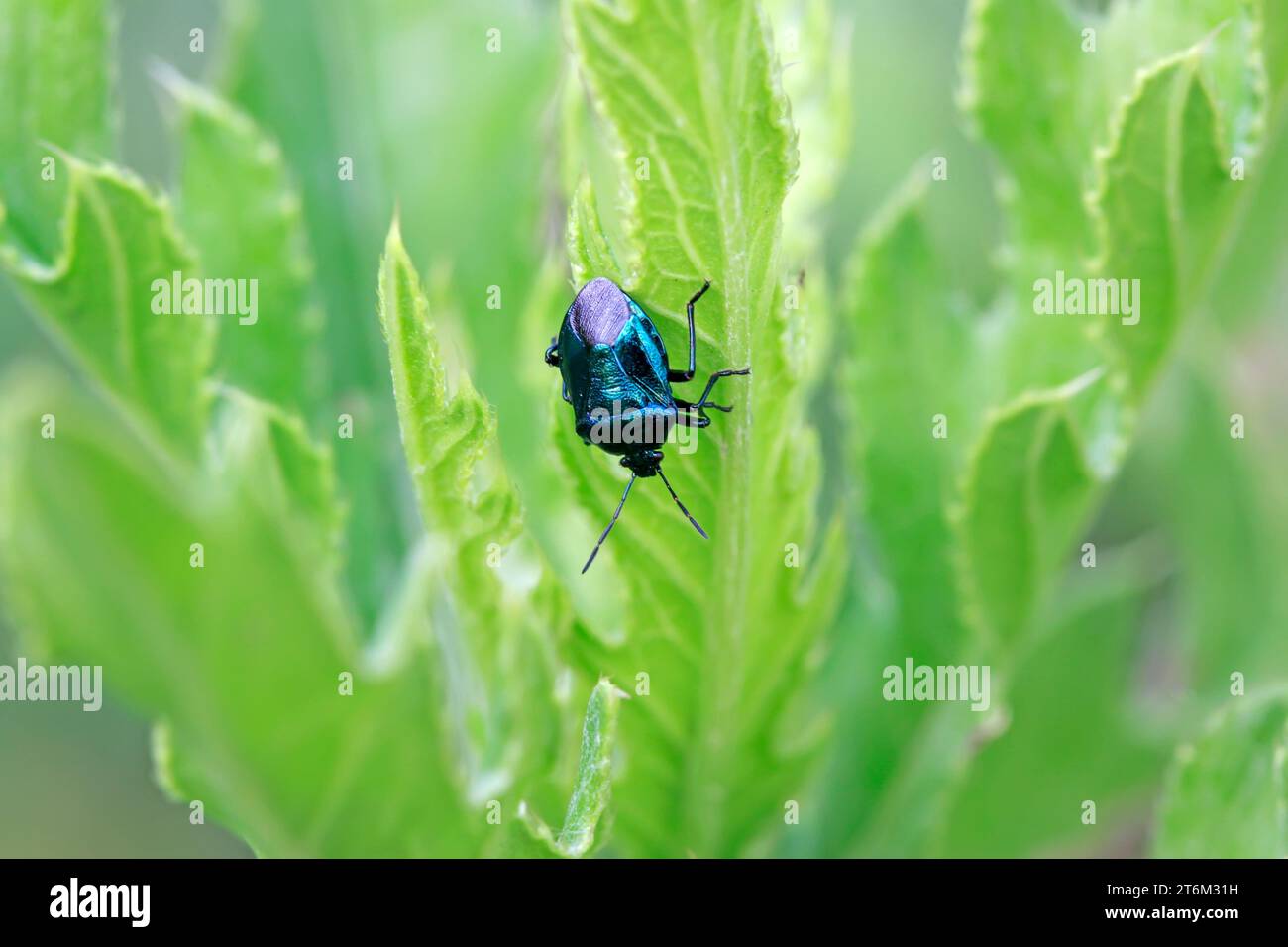 Zicrona caerulea on plant in the wild Stock Photo - Alamy