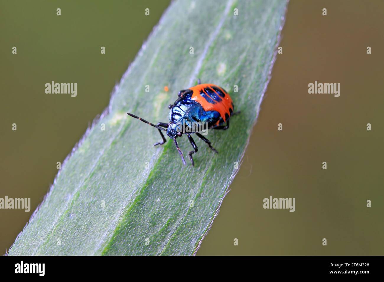 Aspongopus chinensis dallas hi-res stock photography and images - Alamy