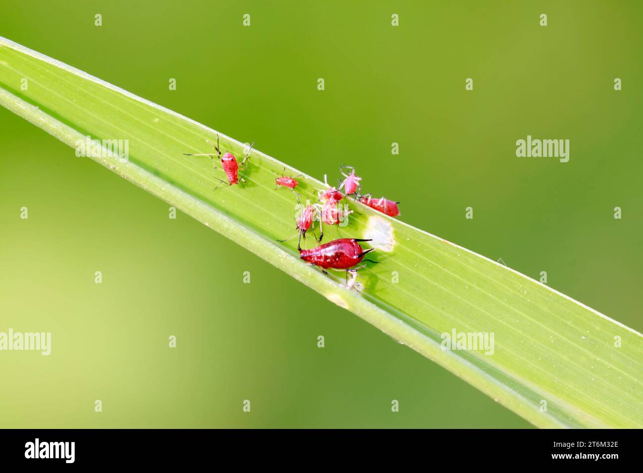 aphids on plant in the wild Stock Photo - Alamy