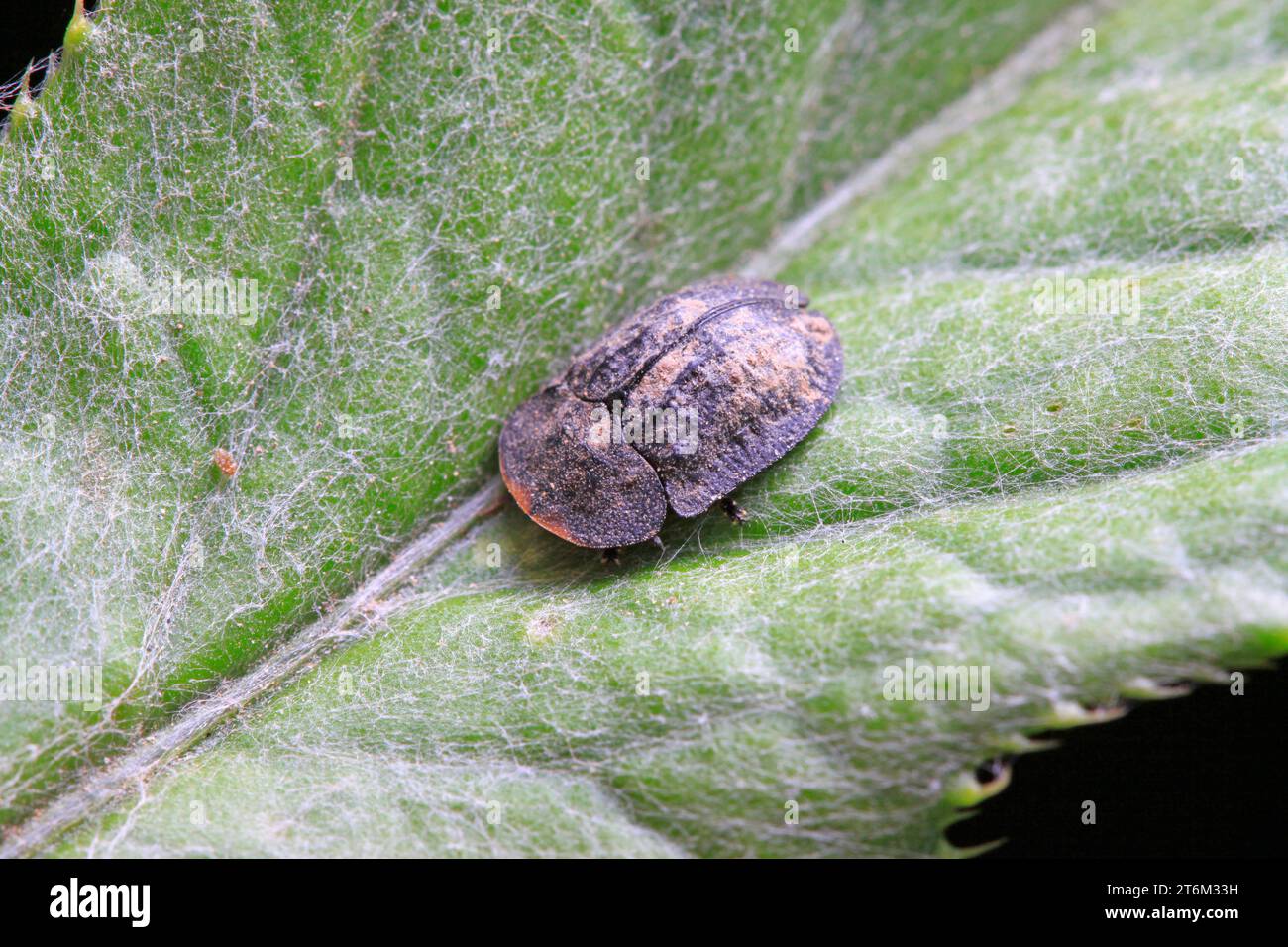 Hispidae insects larvae on plant in the wild Stock Photo - Alamy
