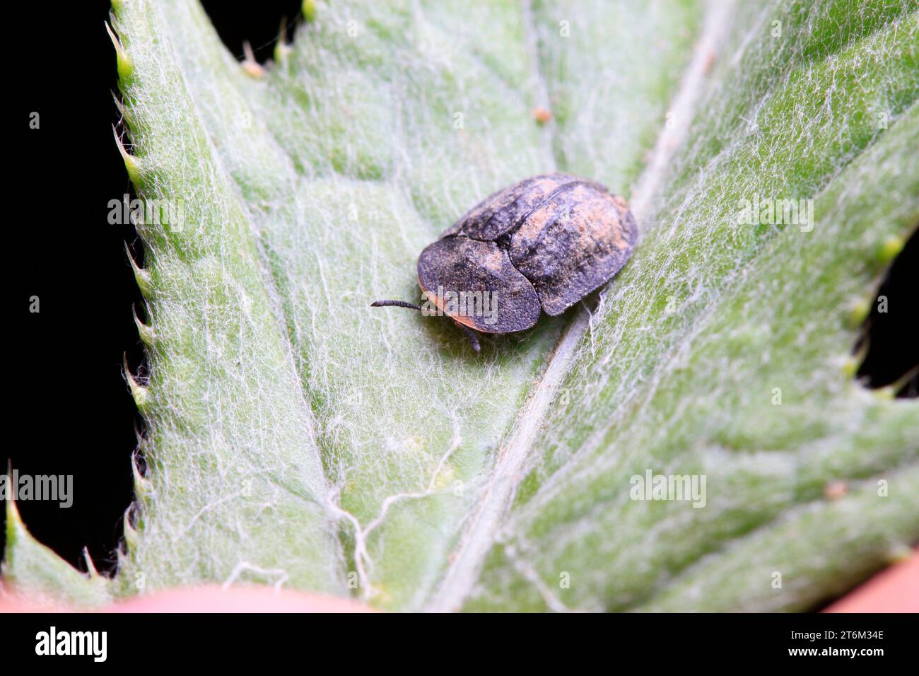 Hispidae insects larvae on plant in the wild Stock Photo - Alamy