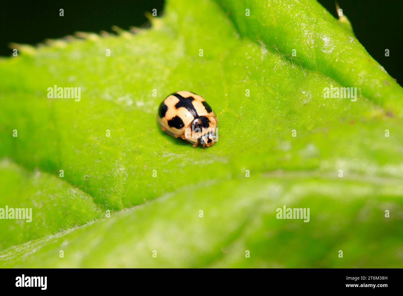 Propylaea japonica on plant in the wild Stock Photo - Alamy