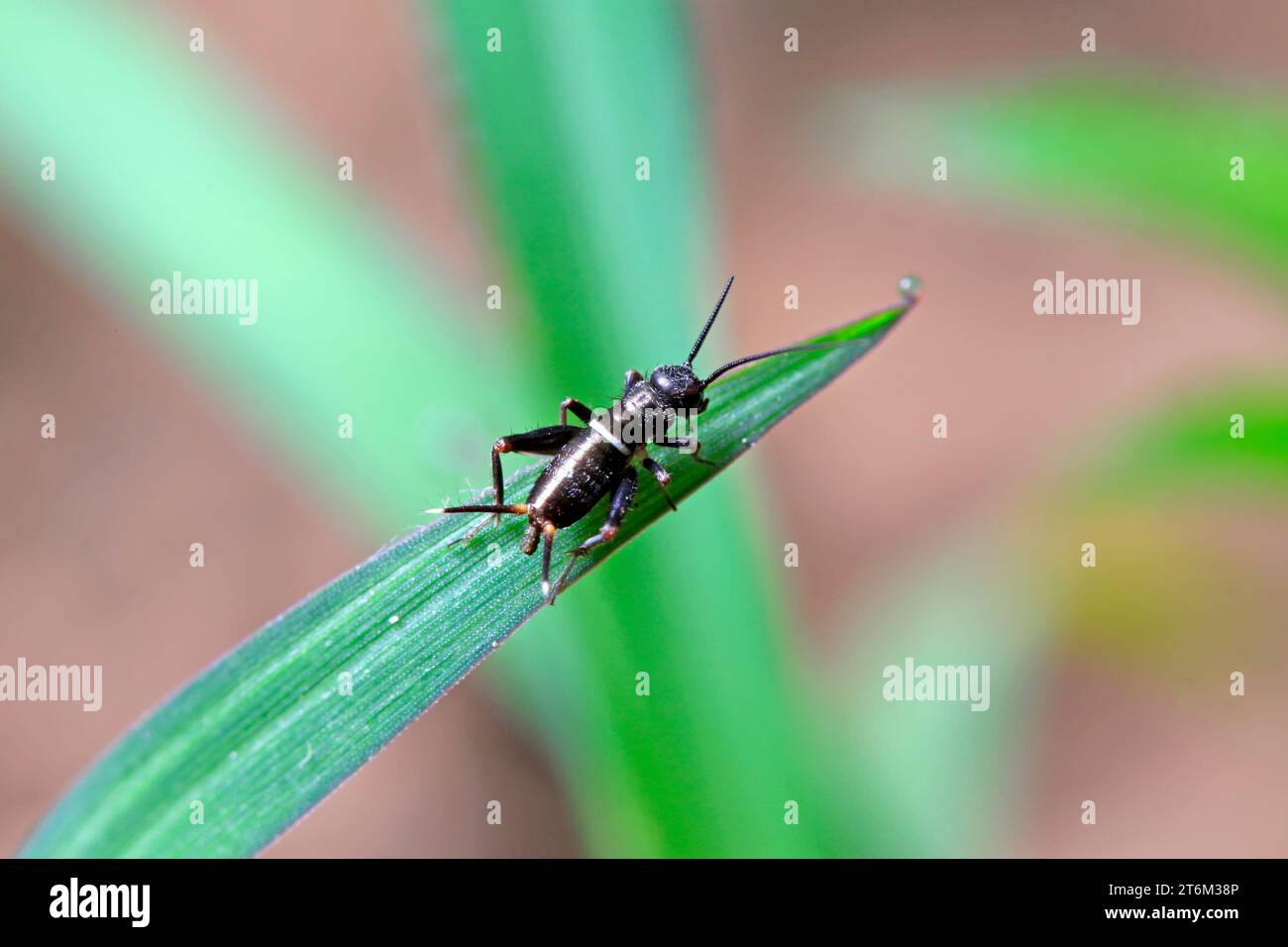 cricket larvae on plant in the wild Stock Photo - Alamy
