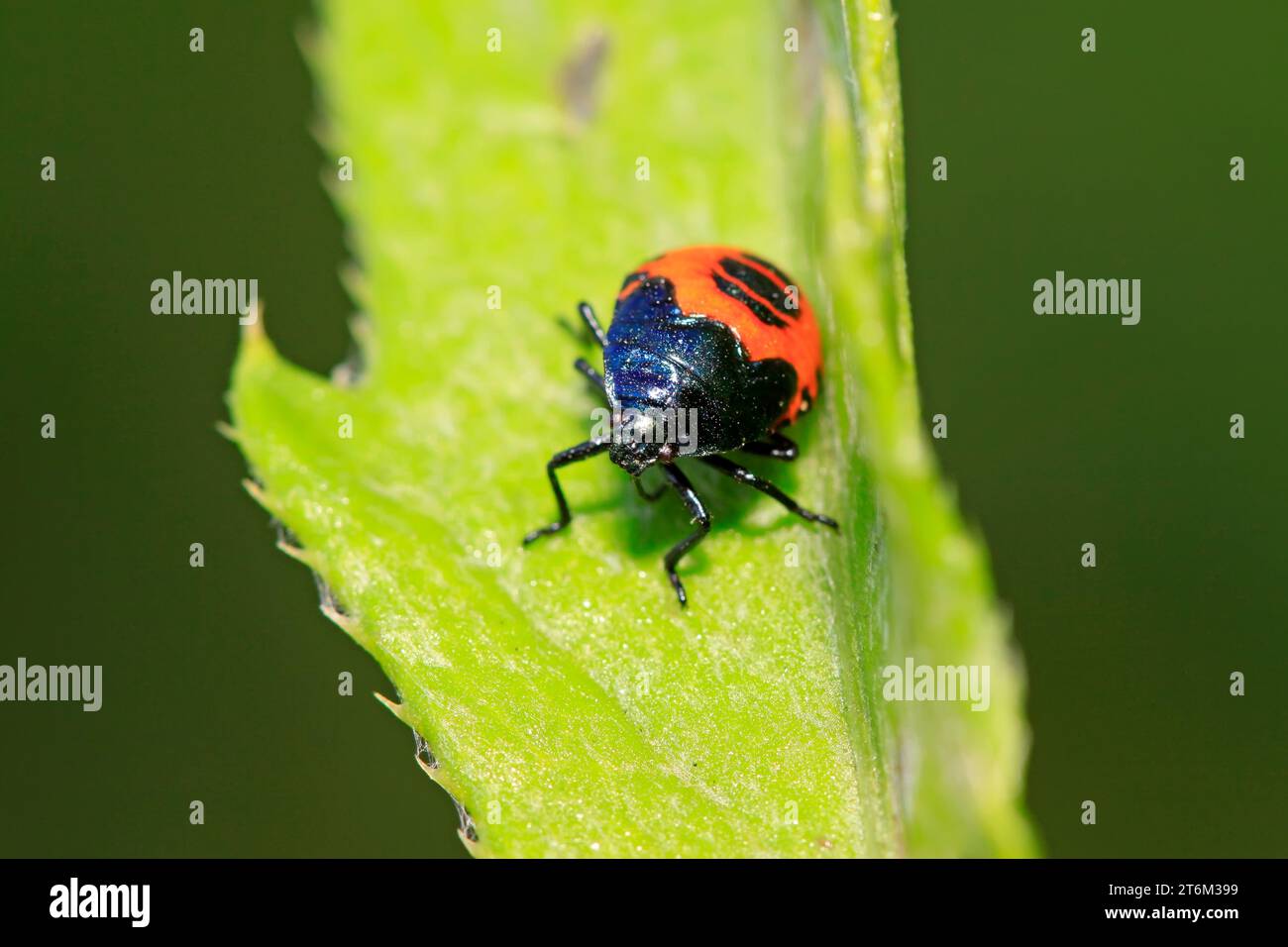 Zicrona caerulea on plant in the wild Stock Photo - Alamy