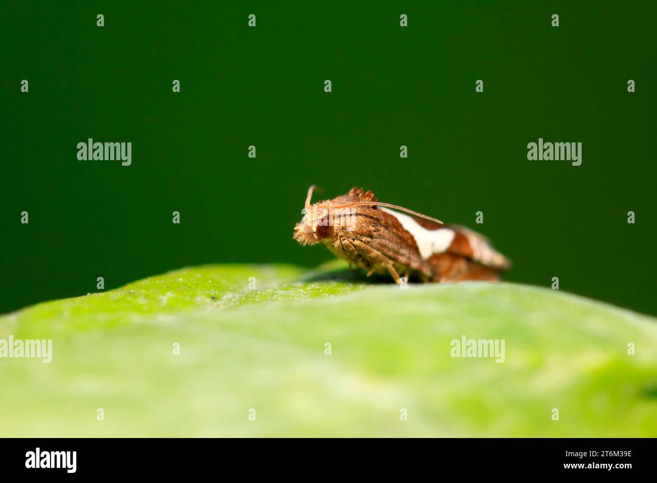 Moth insects on plant in the wild Stock Photo - Alamy