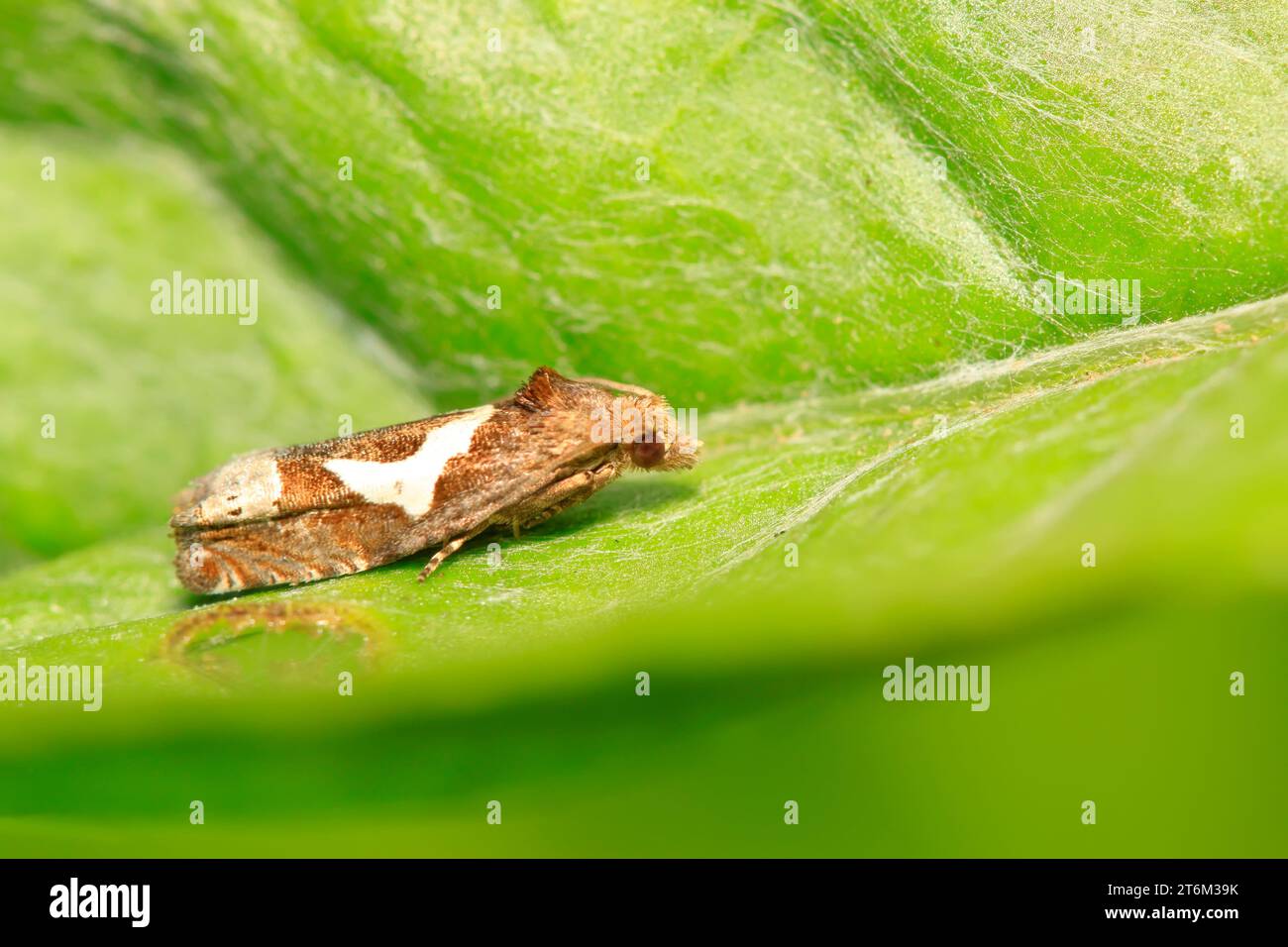 Moth insects on plant in the wild Stock Photo - Alamy