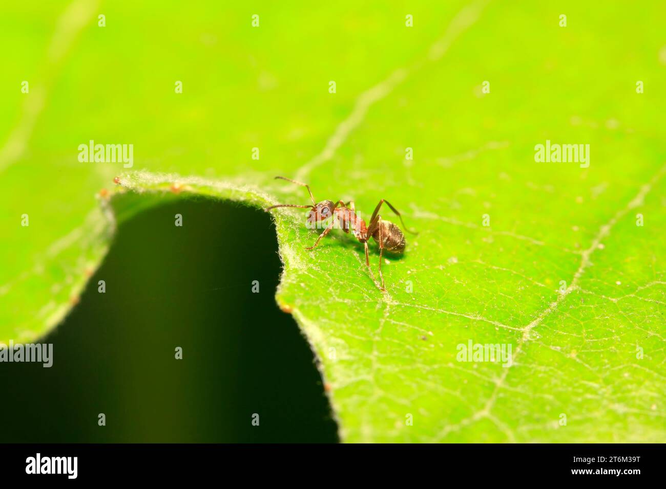 Formica fusca on plant in the wild Stock Photo - Alamy