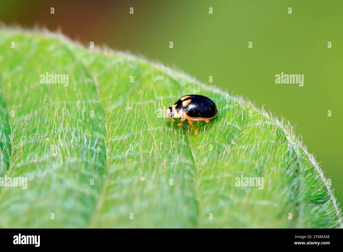 Propylaea japonica hi-res stock photography and images - Alamy
