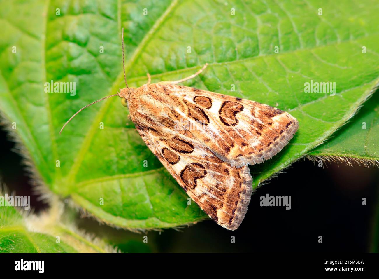 Moth insects on plant in the wild Stock Photo - Alamy