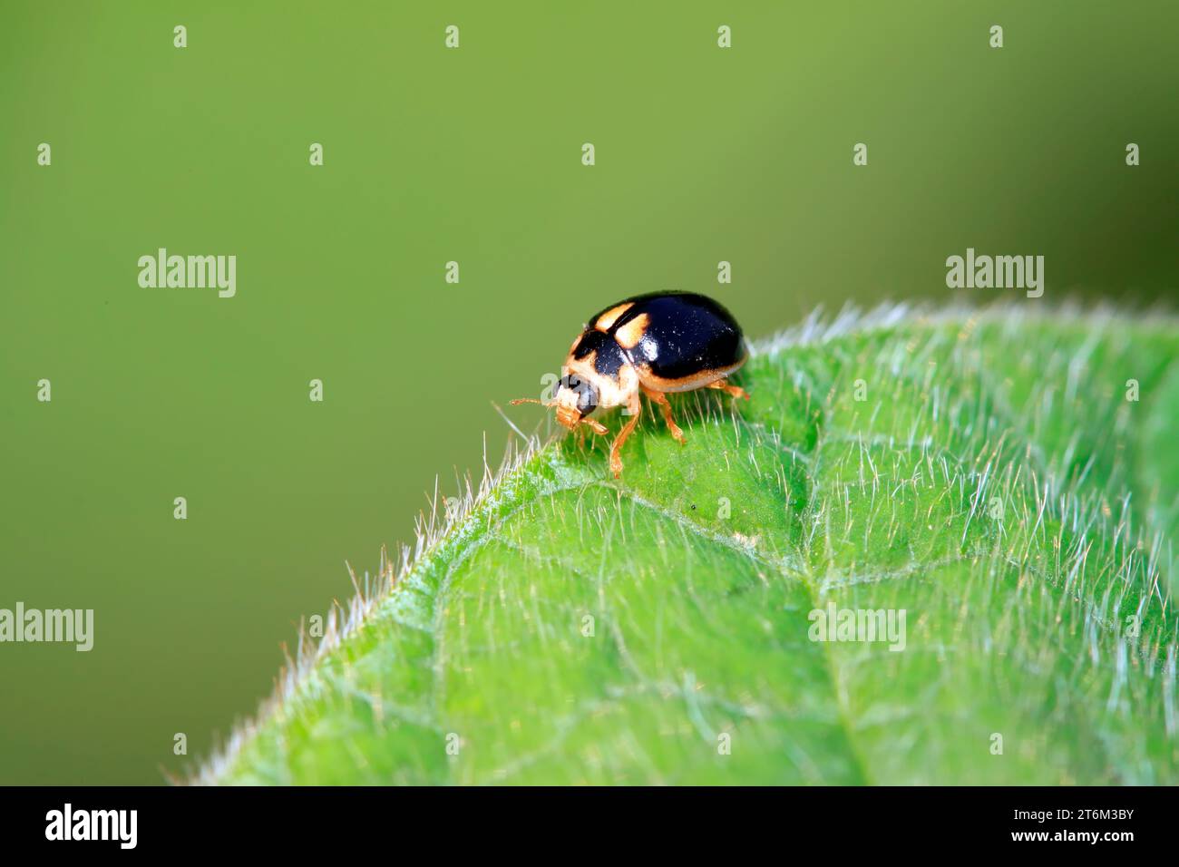 Propylaea japonica on plant in the wild Stock Photo - Alamy