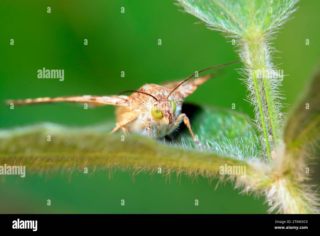 Moth insects on plant in the wild Stock Photo - Alamy