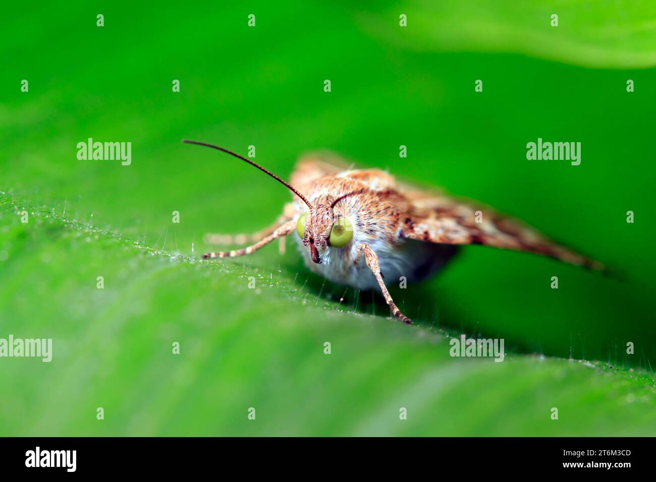 Moth insects on plant in the wild Stock Photo - Alamy