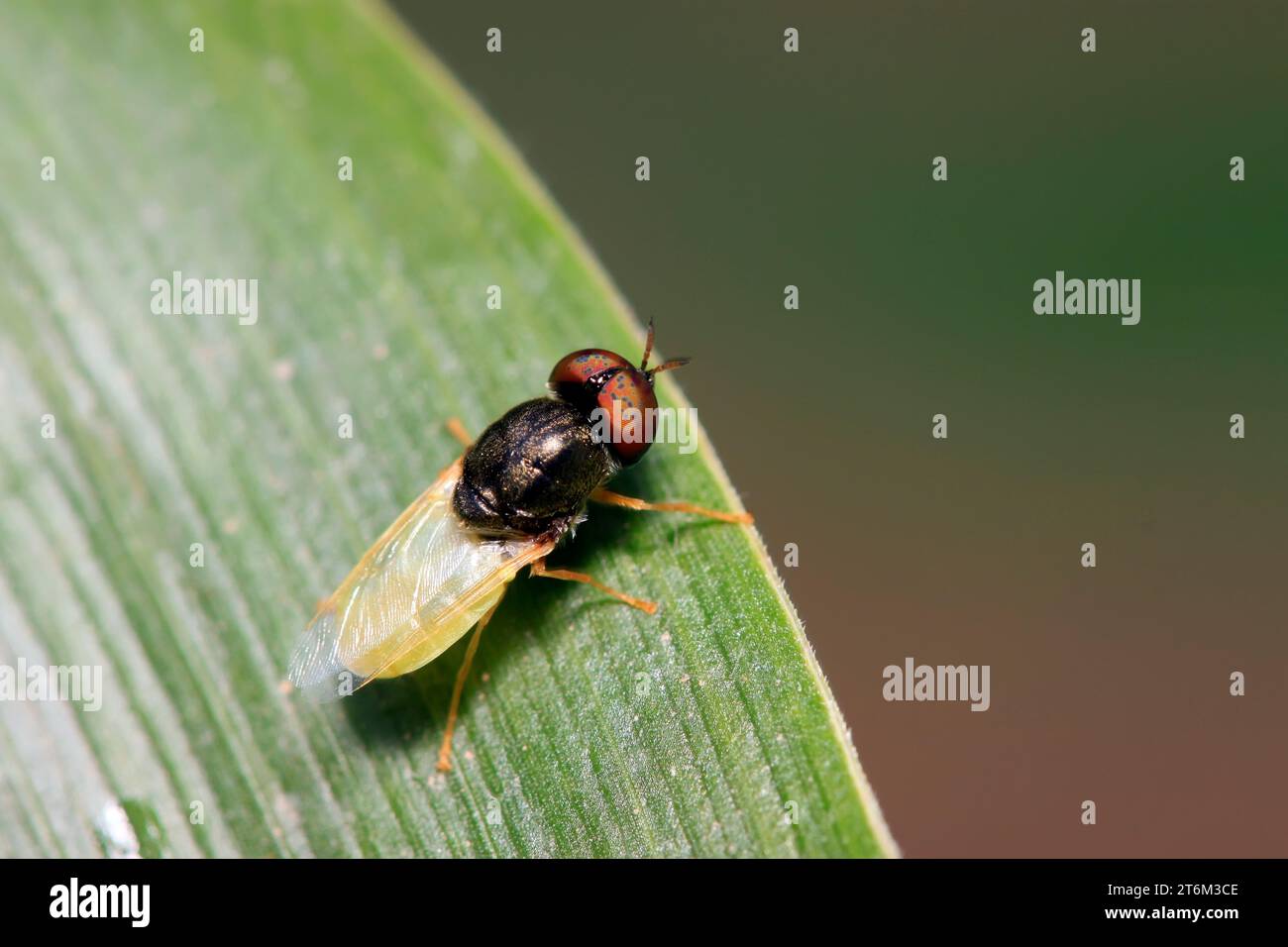 insects on plant in the wild Stock Photo - Alamy