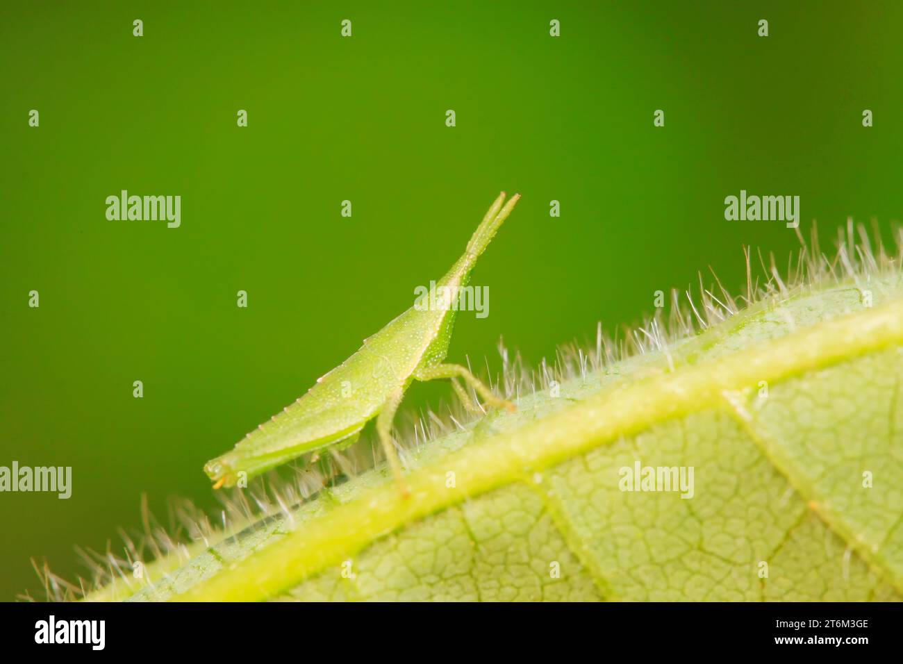 Atractomorpha sinensis Bolvar on plant in the wild Stock Photo - Alamy