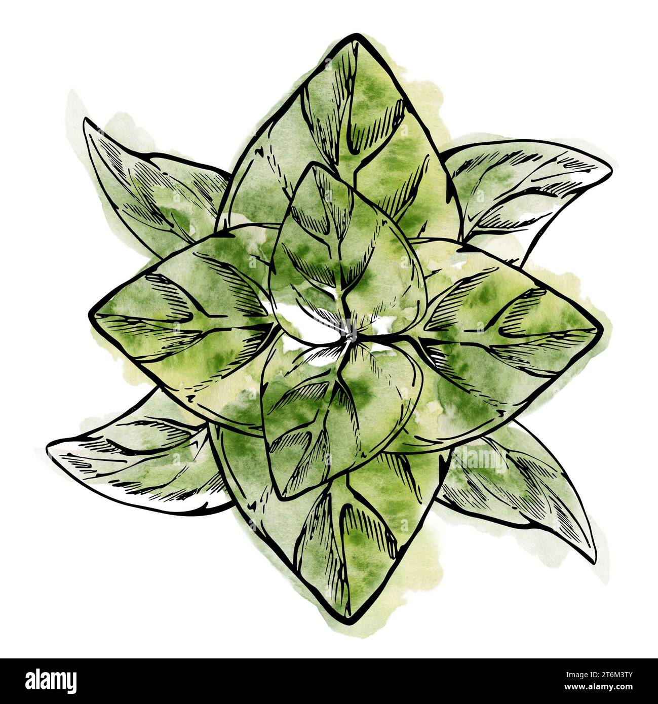 Hand drawn watercolor ink illustration. Seasoning herb oregano basil ...