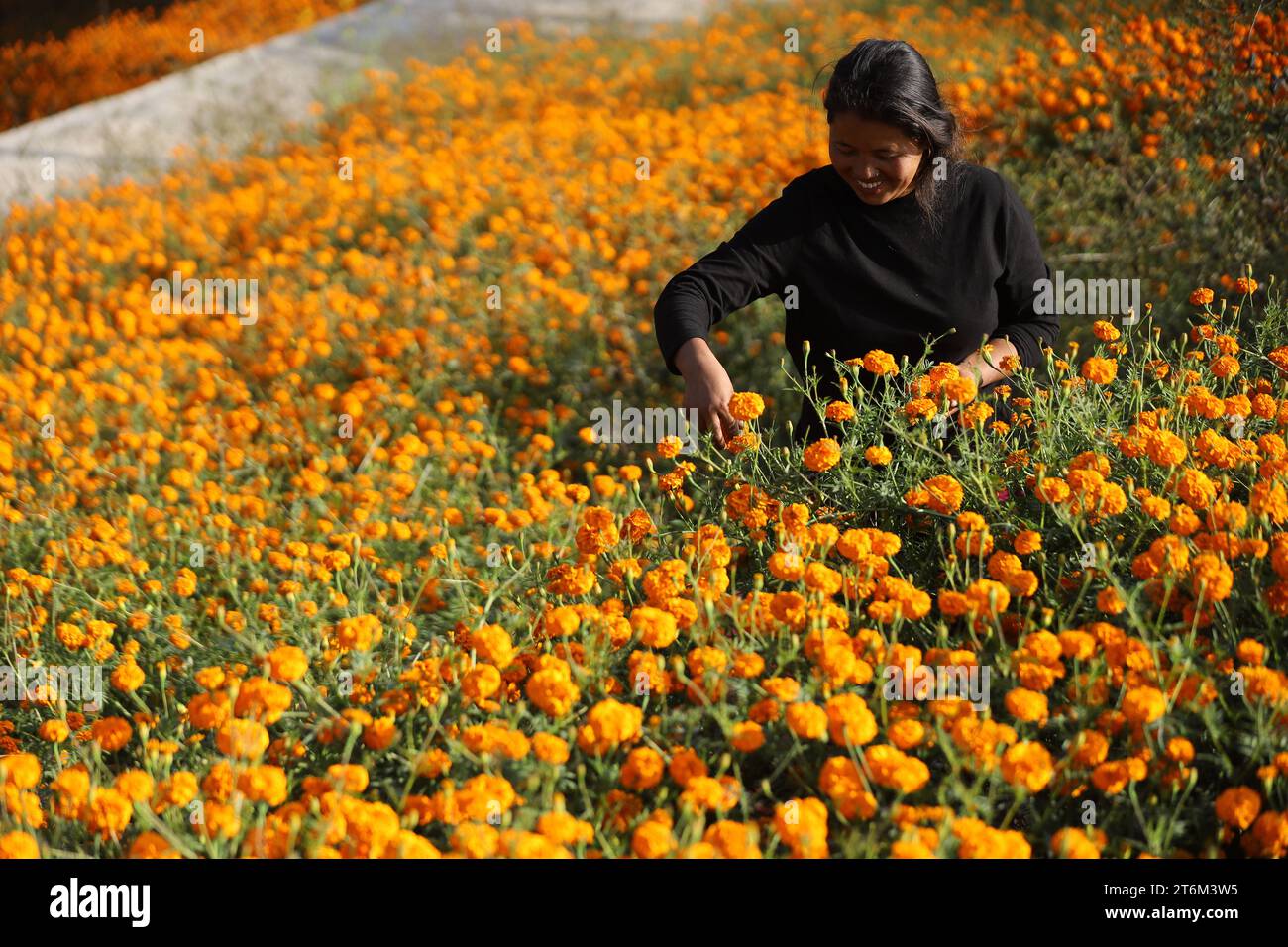 Marigold for Tihar Festival in Nepal A Nepali florist pluck marigold to ...