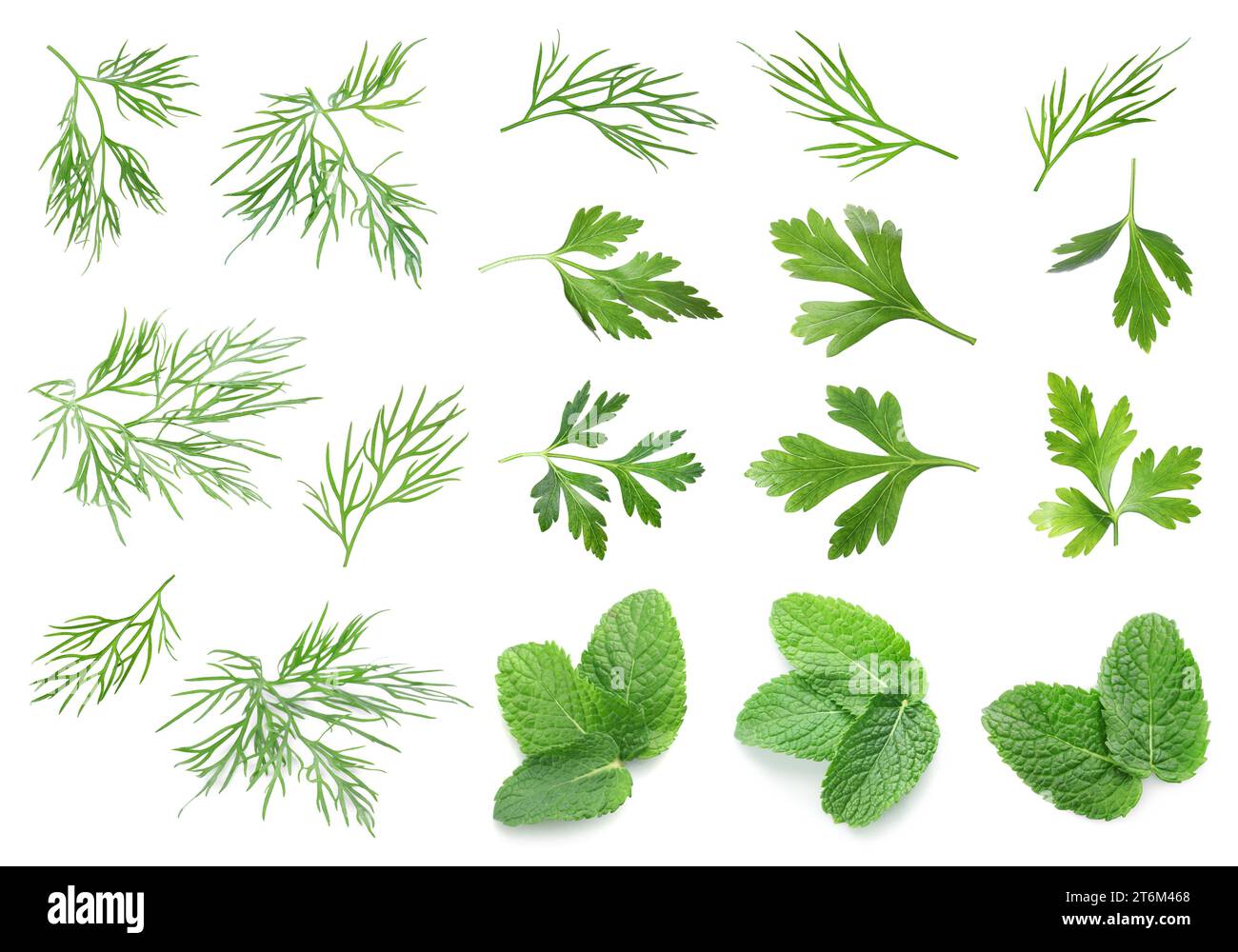 Set with different greens isolated on white. Mint, parsley and dill ...
