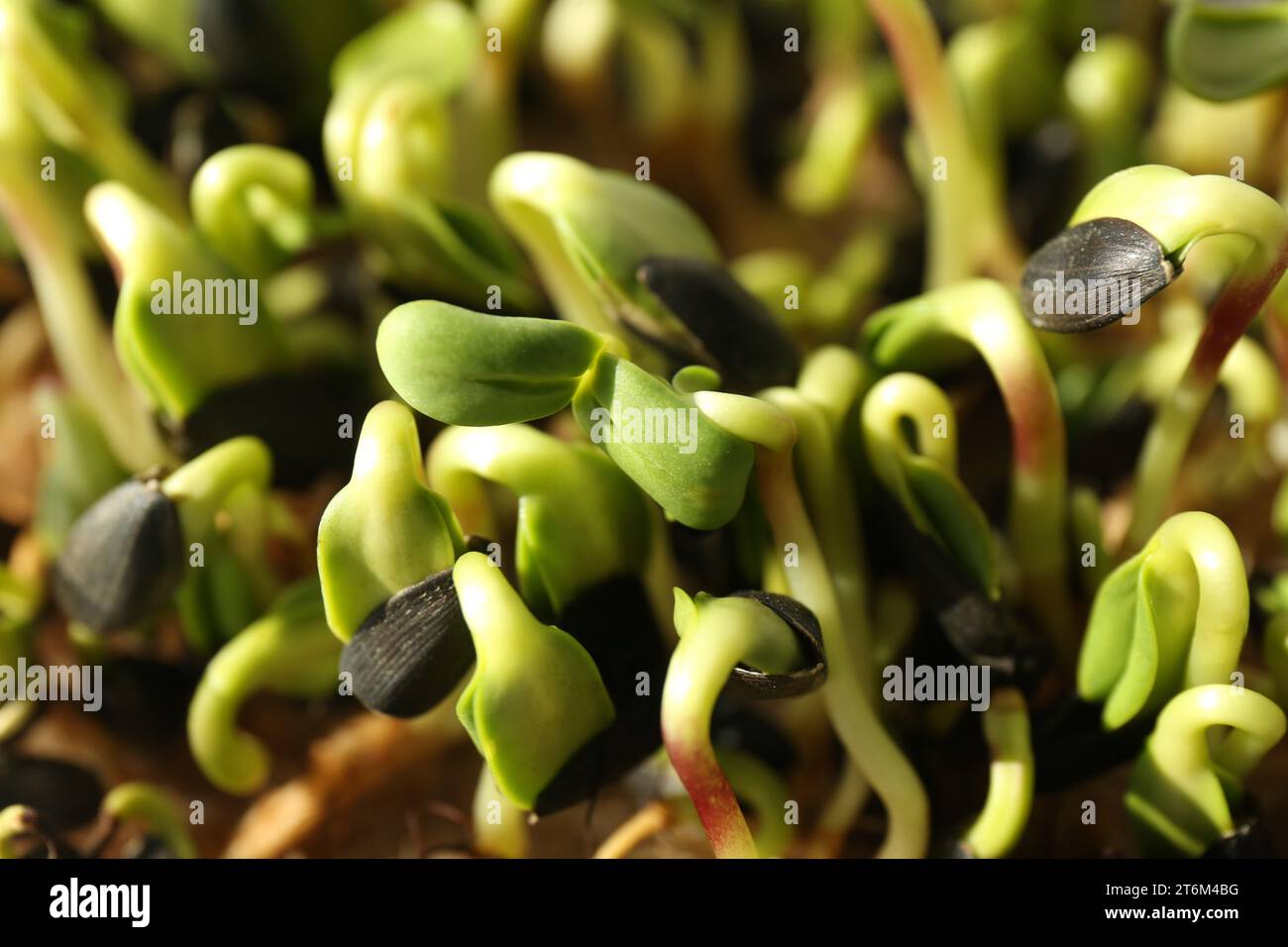 Growing microgreens. Many sprouted sunflower seeds as background ...
